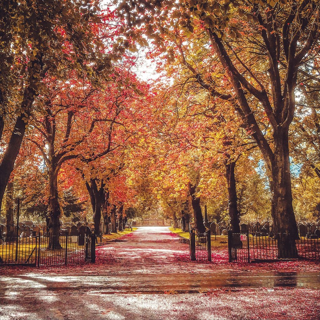 A Walk in the Park - Autumn · Violet Skies